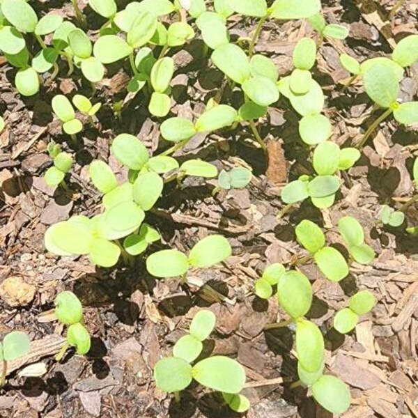 Mapacho Aztec Ceremonial Tobacco Nicotiana Rustica Makhorka Seeds - Etsy