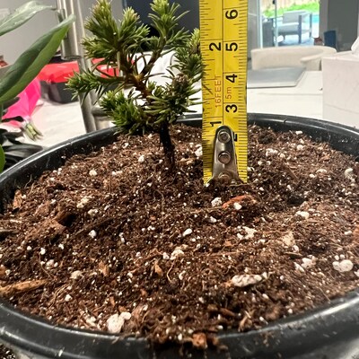 Coast Redwood Tree Seed Grow Kit the Jonsteen Company - Etsy