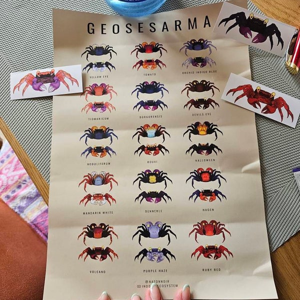 Geosesarma Vampire Crab Poster (15 Most Popular Species) - Etsy