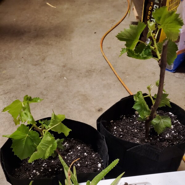 Leucaena Leucocephala, Miracle Tree, River Tamarind Tree, Guaje Seeds ...