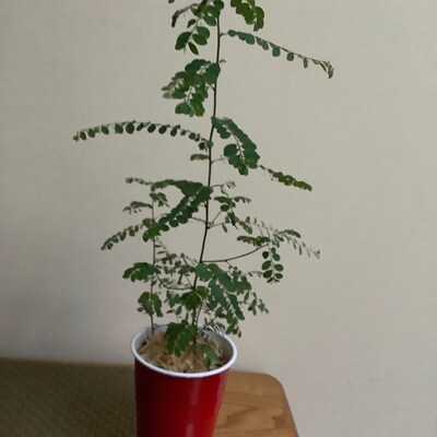 1 Pound FRESH Cow Manure/organic for Plant Growth and Other Uses From ...