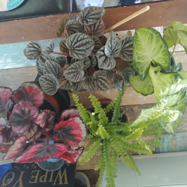 Houseplant Variety Pack (4 Plants) (4" Pots)*easy Care *assorted ...