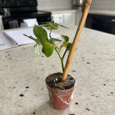 Clematis Proteus Live Plant in a 4 Inch Growers Pot Clematis 'proteus ...