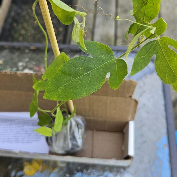 Athens Blue Princess Glory Bush Plant~~tibouchina Urvilleana~small ...