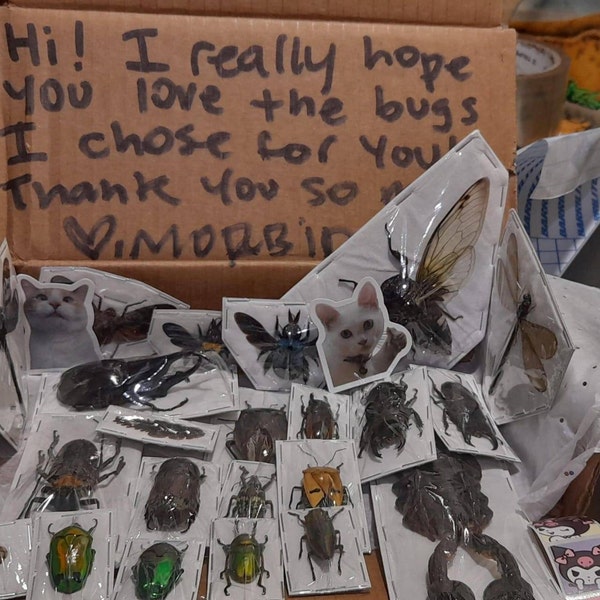 Assorted Bugs Insects Specimen Wholesale Mix Lot Bulk - Etsy