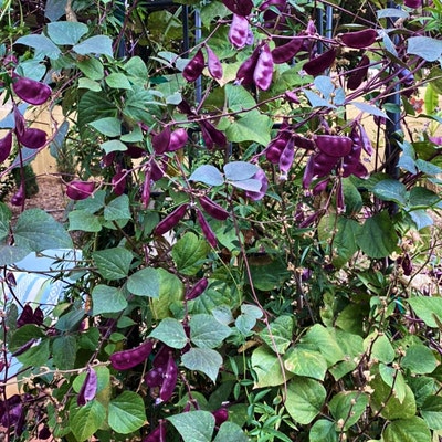 20 RUBY MOON Hyacinth Bean Seeds Bataw Lablab Beautiful Foliage Edible ...