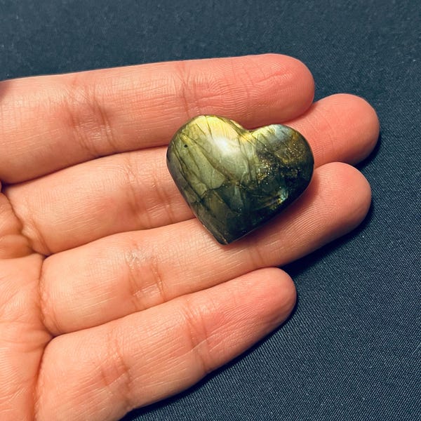 Ammonite Fossil / Fossilized Ammonite / Ammonite Fossil Large / Natural ...