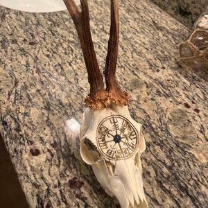 Fallow Deer Skull From Central Europe Fallow Deer dama Dama Unique ...