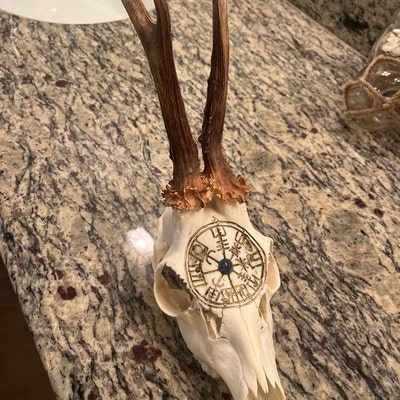 Fallow Deer Skull From Central Europe Fallow Deer dama Dama Unique ...