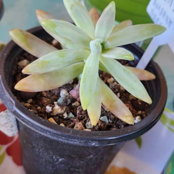 Graptosedum “francesco Baldi”, Darley Sunshine, Hardy Succulents ...