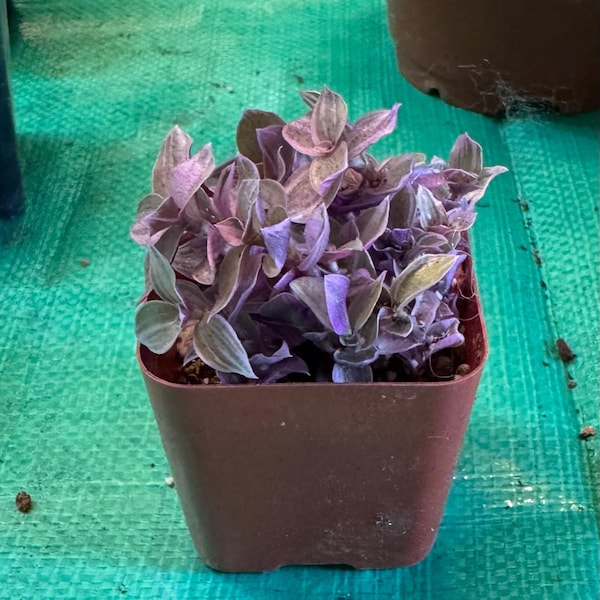 Sedum Dasyphyllum Major Blue Tears Sedum Live Succulent Plants 2" 4” 6 ...