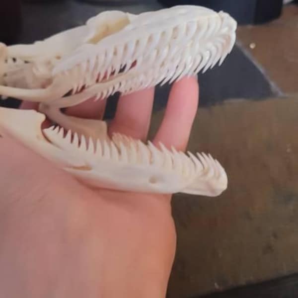 Real Pufferfish Skeleton, Fish Taxidermy, Porcupine Fish - Etsy