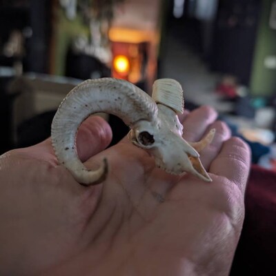 Tigrex Skull monster Hunter - Etsy