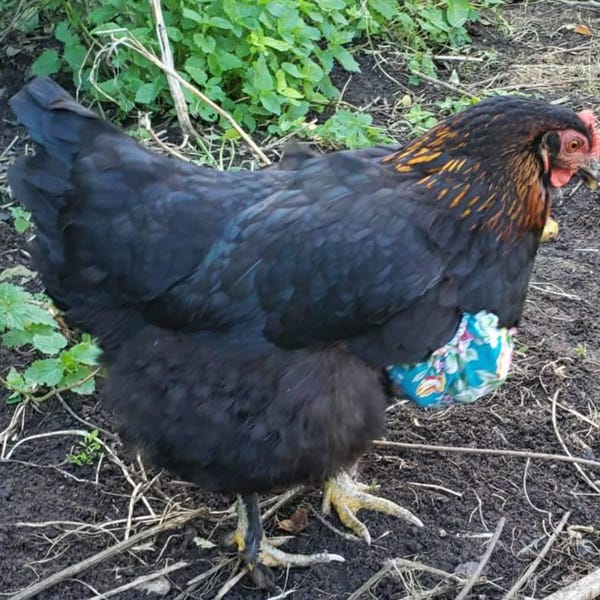 Chicken Bra, Crop Support, Pendulous Crop Support, Crop Bra, Hen Bra ...