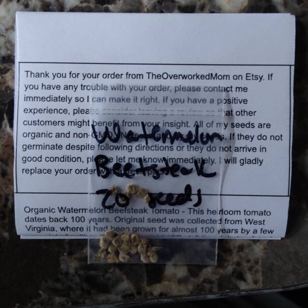 Erigeron / Fleabane Daisy - Azure Fairy (erigeron Speciosus) - 50 Seeds ...