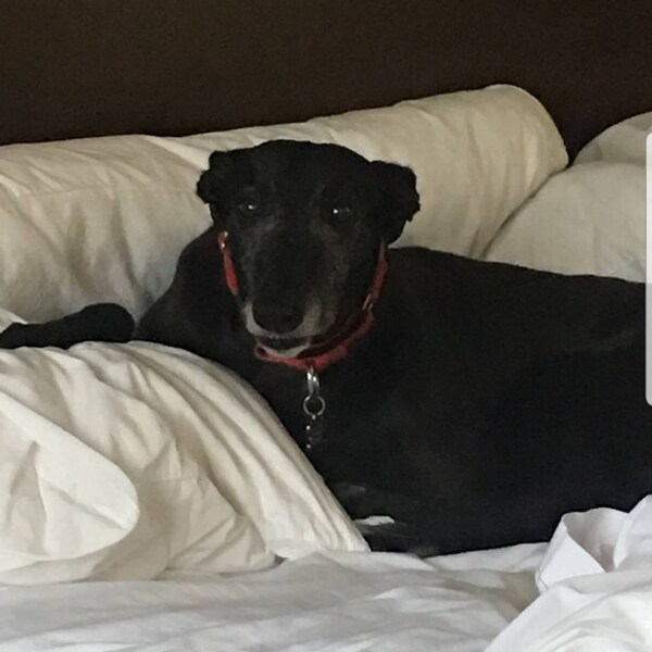 Medical Intuitive Reading and .mp3 Recording - Etsy