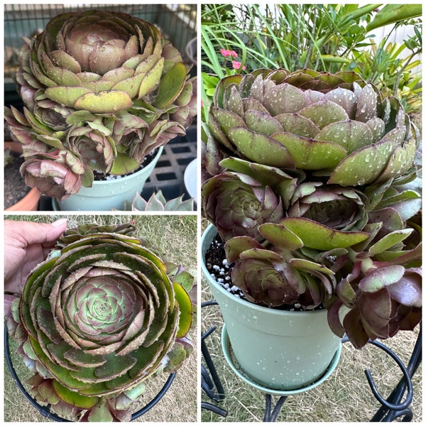 Aeonium Medusa, Cluster - Etsy