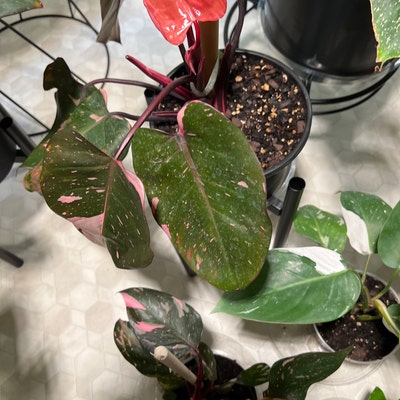 Large Philodendron Pink Princess Philodendron Black Cherry Pink ...