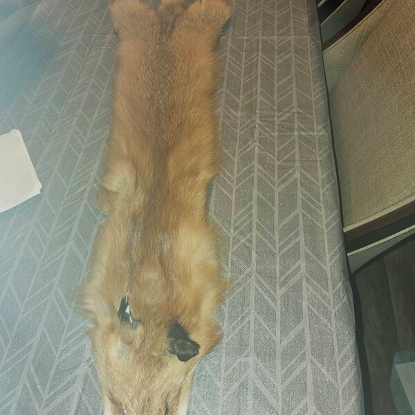 Professionally Tanned #1 Grade Red Fox Hide/pelt - Etsy