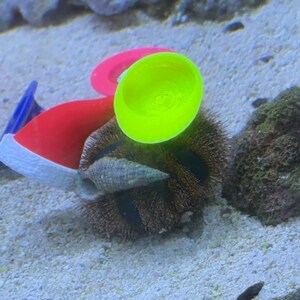 Pod Palace V2 Copepod Breeding Block, Give Your Pods a Home to ...