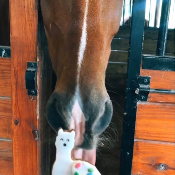 Jumbo Scallop Shellstarfish. - Etsy