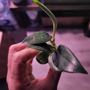 Rhaphidophora Decursiva dragon Tail Starter Plant - Etsy