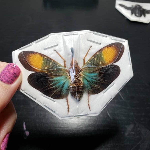 Real Blue Lanternfly, Pyrops Gunjii, Open Wings for All Your Taxidermy ...