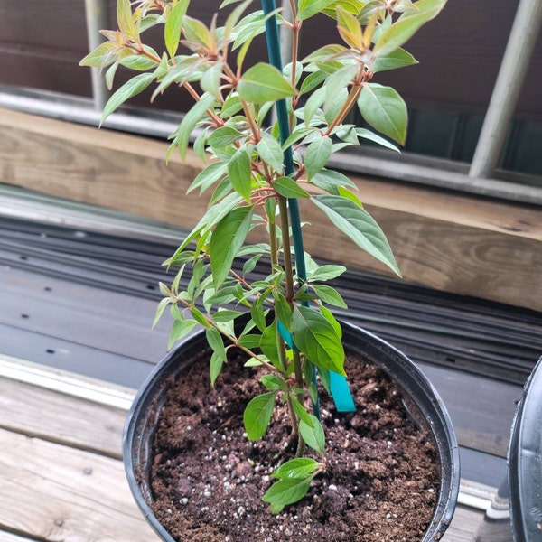 FIREBUSH Firefly Dwarf Scarlet Red Shrub Live Plant Orange Yellow ...