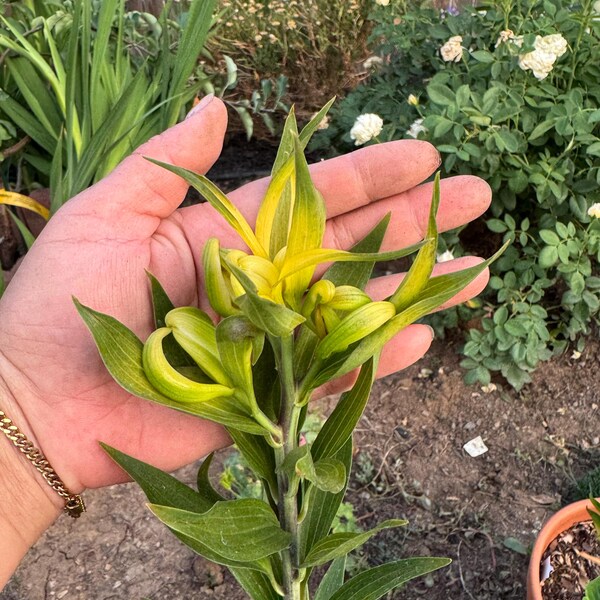 Hosta 'barbara Ann' | Medium Variegated Green and White Hosta ...