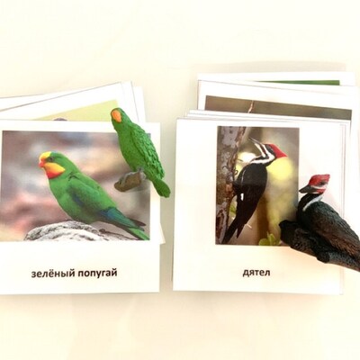 Montessori Life Cycle of a Green Bean Plant 5 Parts Cards - Etsy