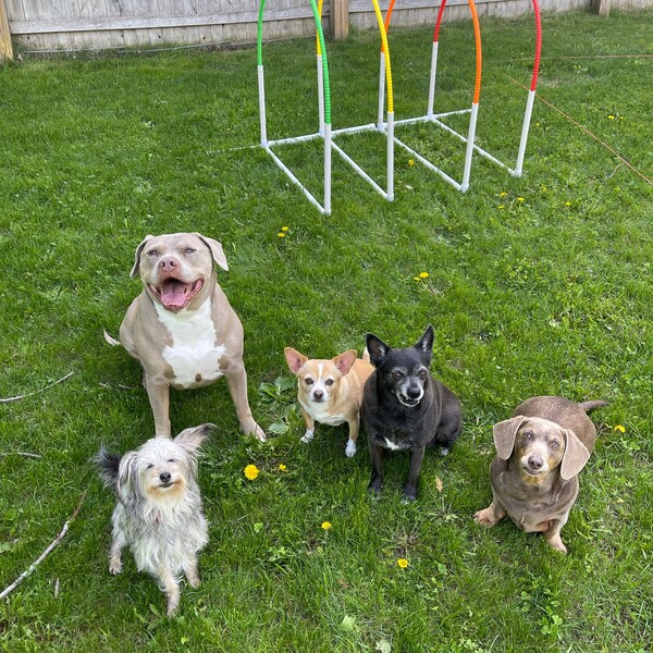 Dog Agility Equipment Construction Instruction Booklet - Etsy