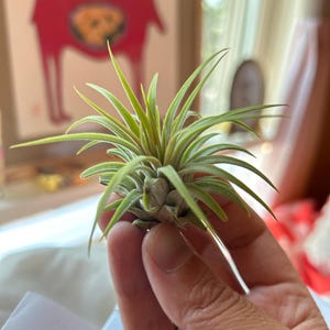 Asst Sea Shell Mix-1/2 Pound-beach Wedding Decor-sea Shells Bulk-bag of ...