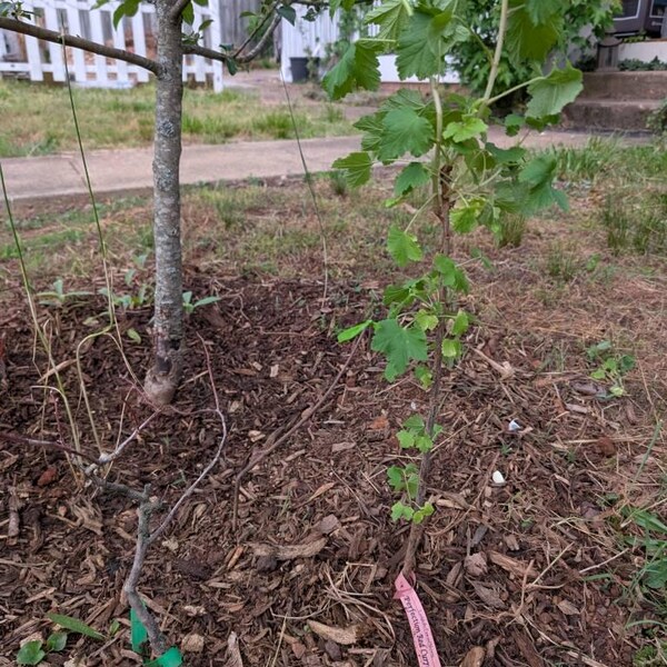 5 12" - 18" - Pixwell Gooseberry Bushes - Ribes Hirtellum - Live Plants ...