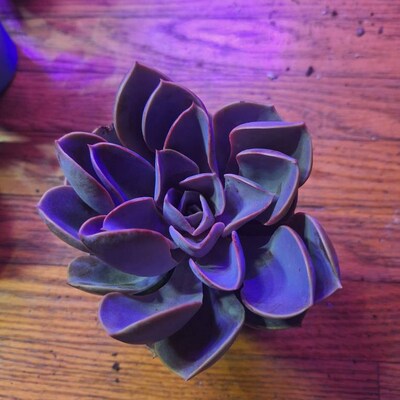 Echeveria Orpet 3.5 Inch Rare Succulent Plants - Etsy