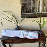 Codakia Orbicularis Aka Tiger Lucine Fossil / Fossilized Whole Bilvalve ...