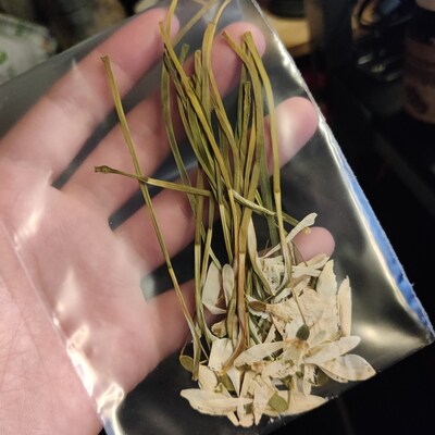 Natural Pressed Flowers,pressed Flowers,pressed Snowdrop Flowers,white ...