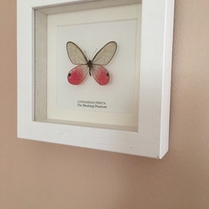 The Blushing Phantom Butterfly in Box Frame cithaerias Pireta - Etsy