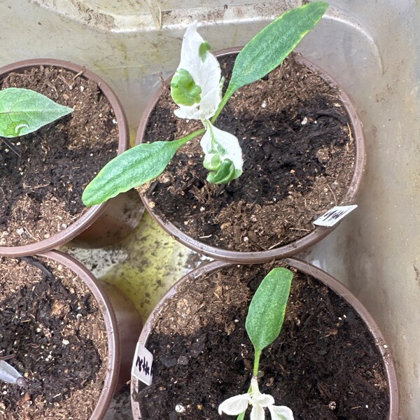 Cayenne Mix Pepper Seeds - Etsy