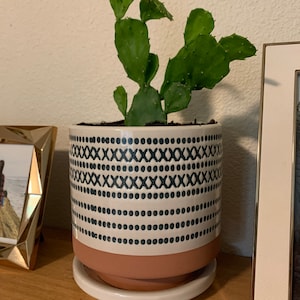 Mini Nopalea Cochenillifera ‘cochineal Nopal’ Green Cactus Rare ...