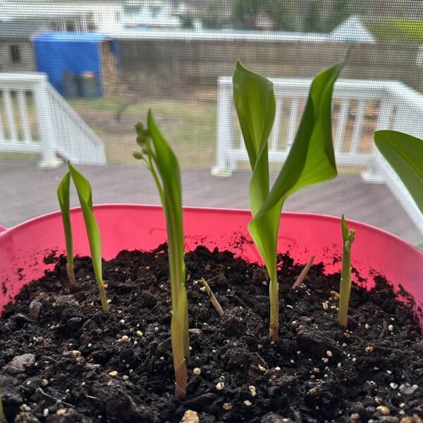 WHITE LILY of the VALLEY-10 Bare Roots, Plants/pips - Etsy
