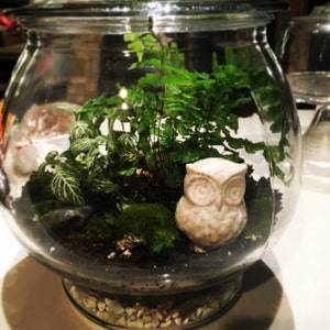 Horticultural Charcoal Soil Purifier and Aerator Terrarium | Etsy