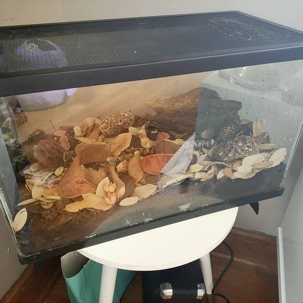 Windy Pods for Shrimp, Fish, Aquariums Craft Supplies Botanicals - Etsy