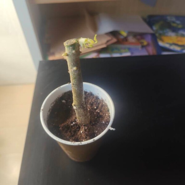 4 Chaya Cuttings4 Chaya Cuttings – Organic Tree Spinach for Planting ...