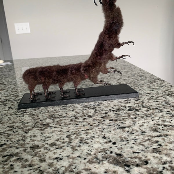 Made to Order. Sixteen Legged Centipede Chicken Taxidermy Curiosity by ...