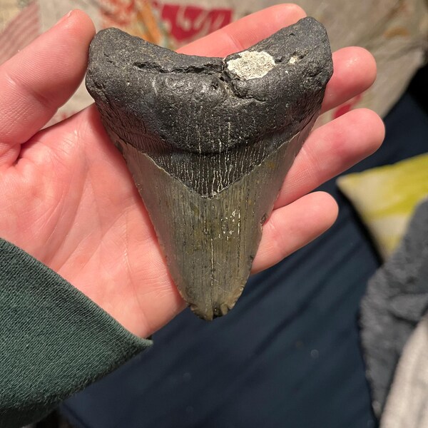 Megalodon Tooth - 4.85 Inches. Real Fossil Megalodon Shark Tooth ...