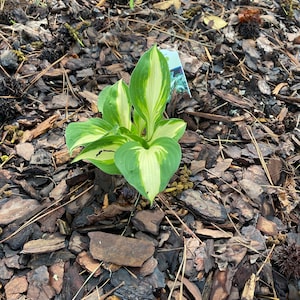 Cornus Sericea 'bergeson Compact' Dwarf Red Twig | Etsy