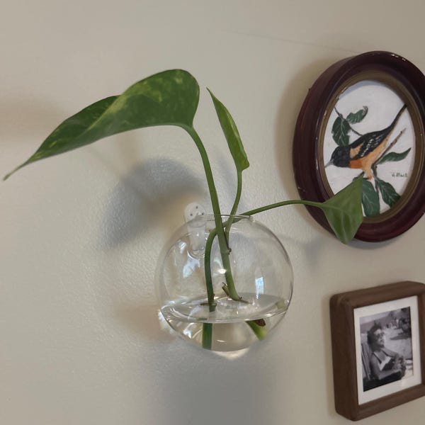Hanging Glass Wall Planter Propagation Terrarium Vase Quick Hook - Etsy