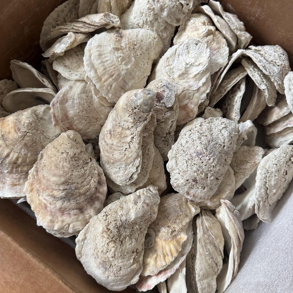 Set of 30 Baby Oyster Shells (.5 - 1.5)| Crafting Ready | Nautical ...