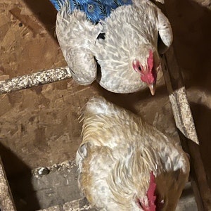 Mermaid Chicken Tutu - Etsy