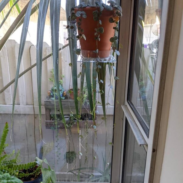 Suction Cup Window Planter - Long Triangular Window Box Style - 8" Long ...